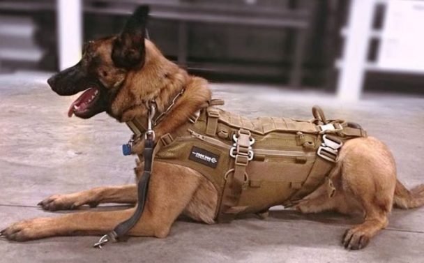 Top 180 Best Military Dog Names - The Ultimate List - The Paws