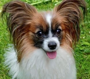 Best 250 French Dog Names: Male & Female Name Ideas - The Paws