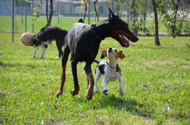 14 Reasons Dobermans Are Truly Scary, Dangerous Dogs | The Paws