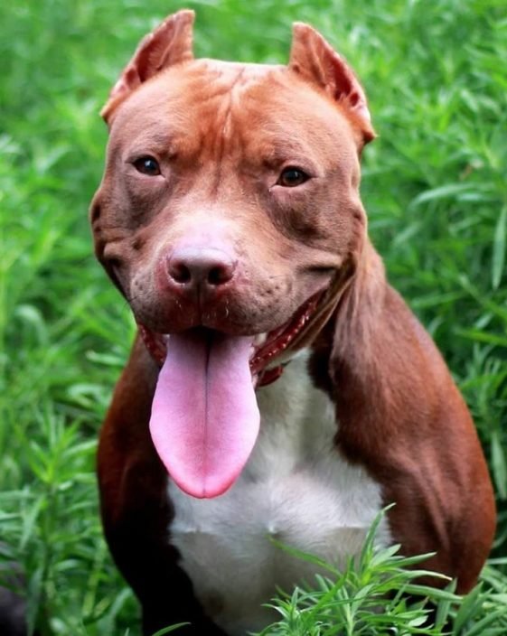 Tough Dog Names – 160 Bad, Scary, Strong Dog Names