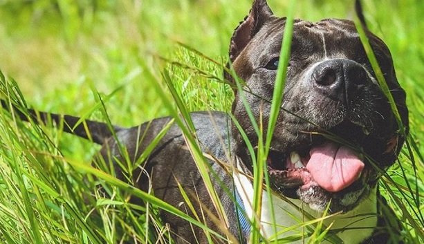 Tough Dog Names – 160 Bad, Scary, Strong Dog Names - The Paws