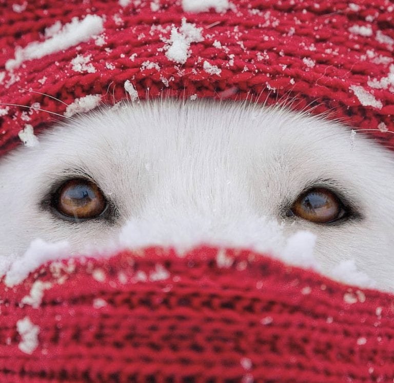 14 Things That You Should Know Before Taking An Akita | The Paws