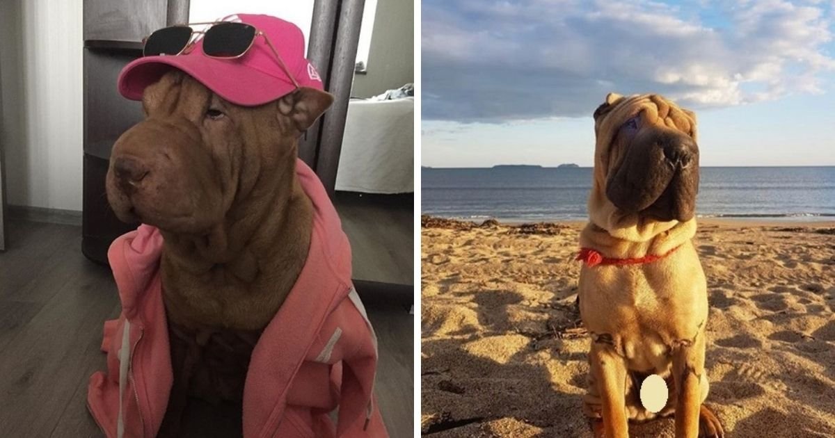 14 Funny Pictures Showing What Shar Pei Can Do Better Than a Human ...