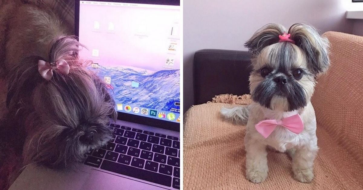 15 Funny Shih Tzu Pictures That Will Make Your Day! - The Paws