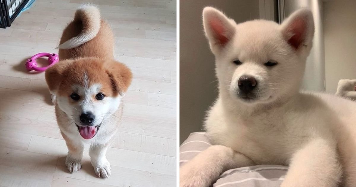 14 Akita Inu So Happy You Can't Help but Smile - The Paws