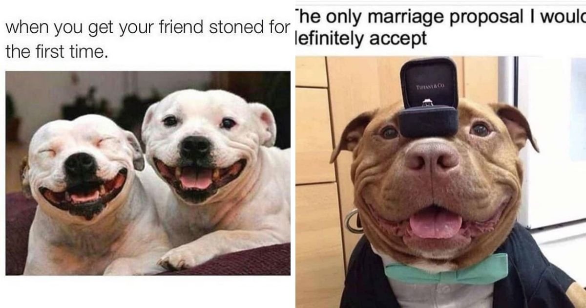 15 Best Pitbull Memes You Should Send To Your Friends Right Now - The Paws