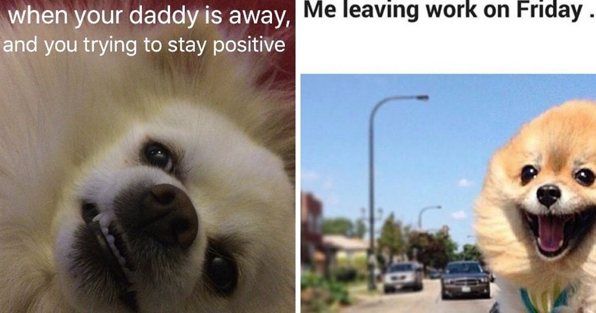 15 Funny Pomeranian Memes That Will Make Your Day! - The Paws