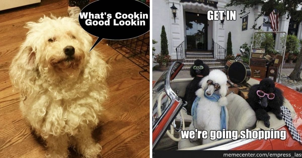 14 Best Poodle Memes of All Time - The Paws