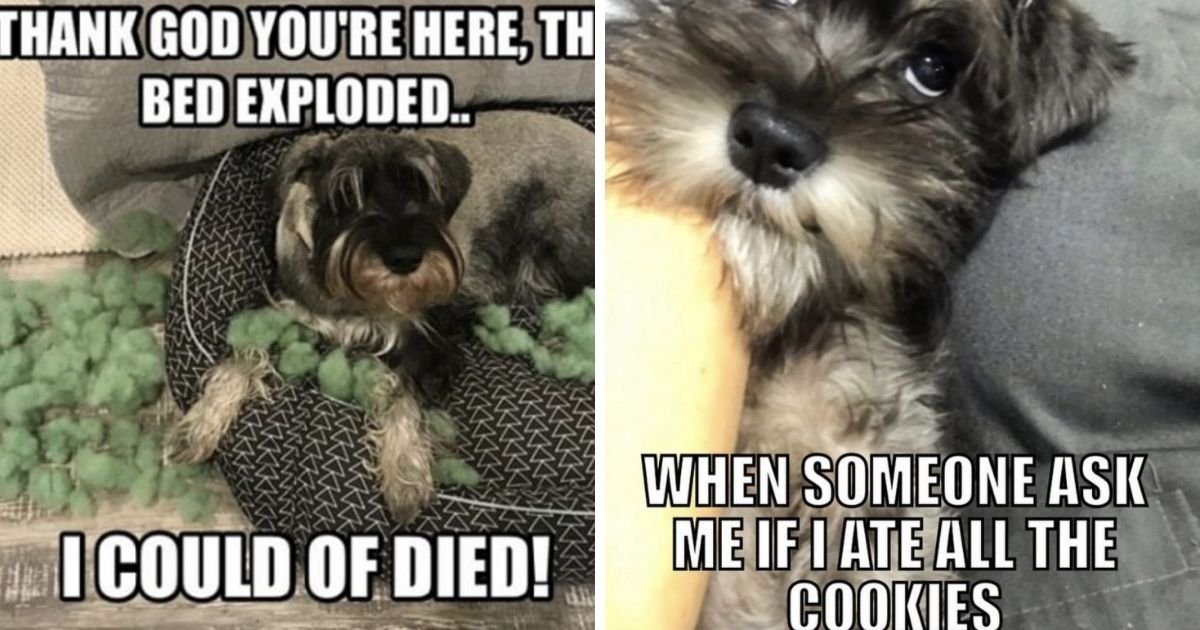 14 Best Schnauzer Memes of All Time - The Paws