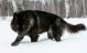Black Wolf Names - The Ultimate List (75 Ideas!) - The Paws