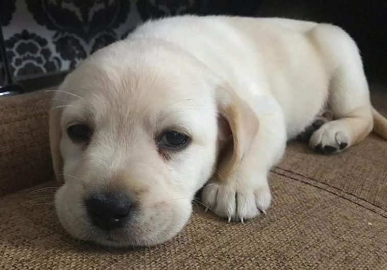 Best 190 Country Dog Names – Male & Female Names