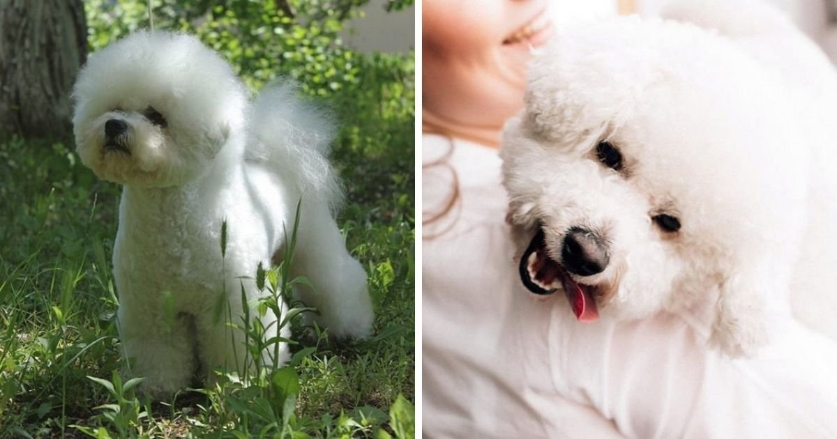 14 Funny Pictures Explaining Why People Choose Bichon Frises - The Paws