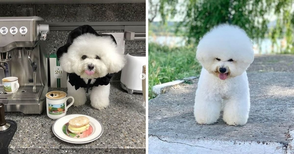 14 Funny Bichon Frise Pictures That Will Make You Smile! - The Paws