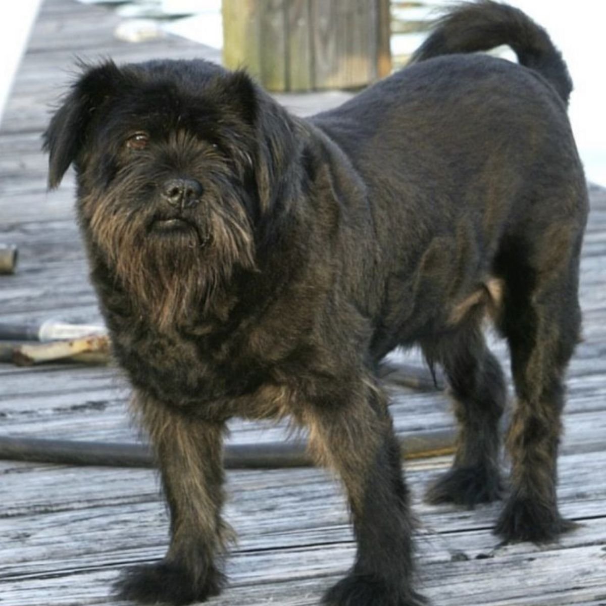14 Unreal Schnauzer Mixes That You Must See To Believe - The Paws
