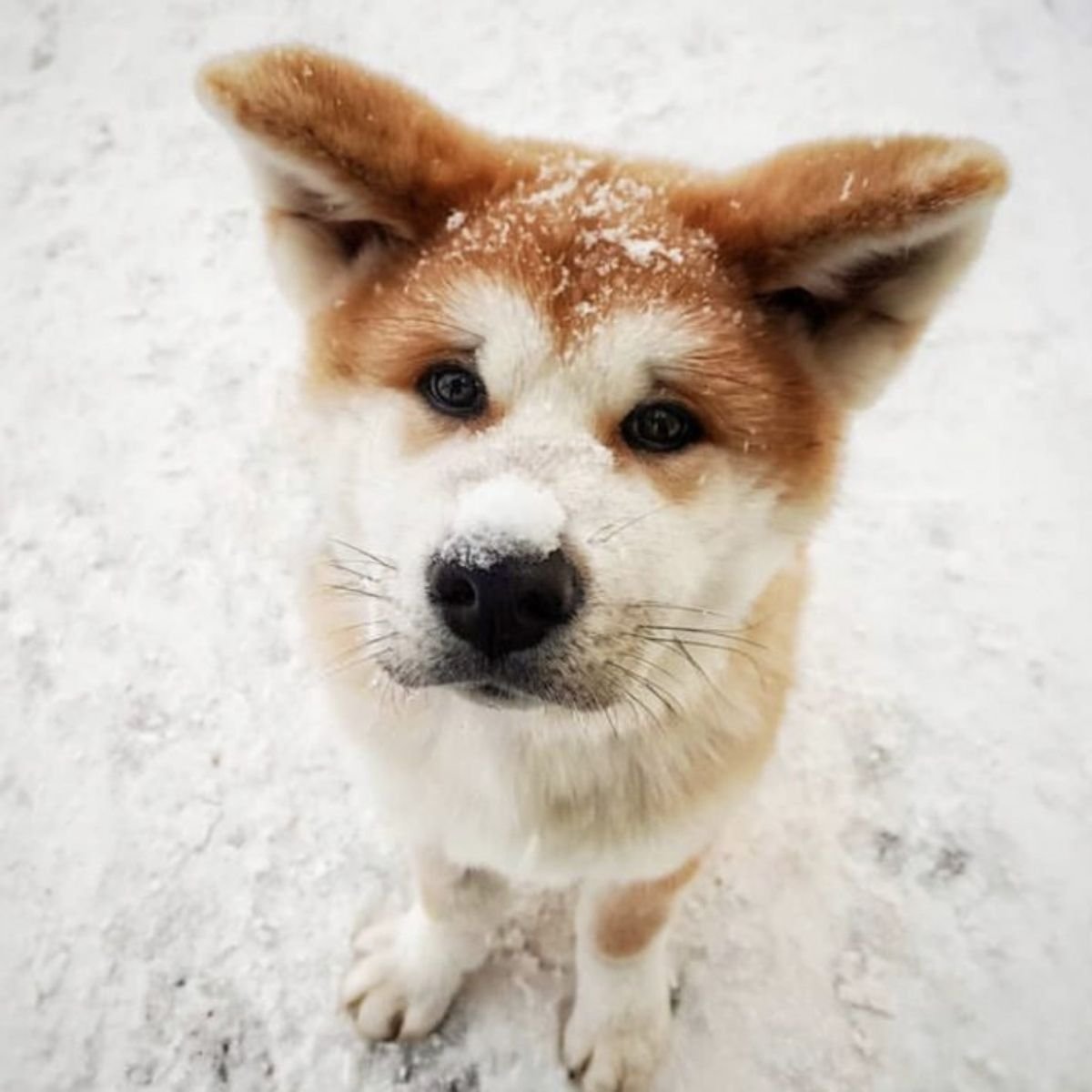 14 Best Activities For Your Akita - The Paws