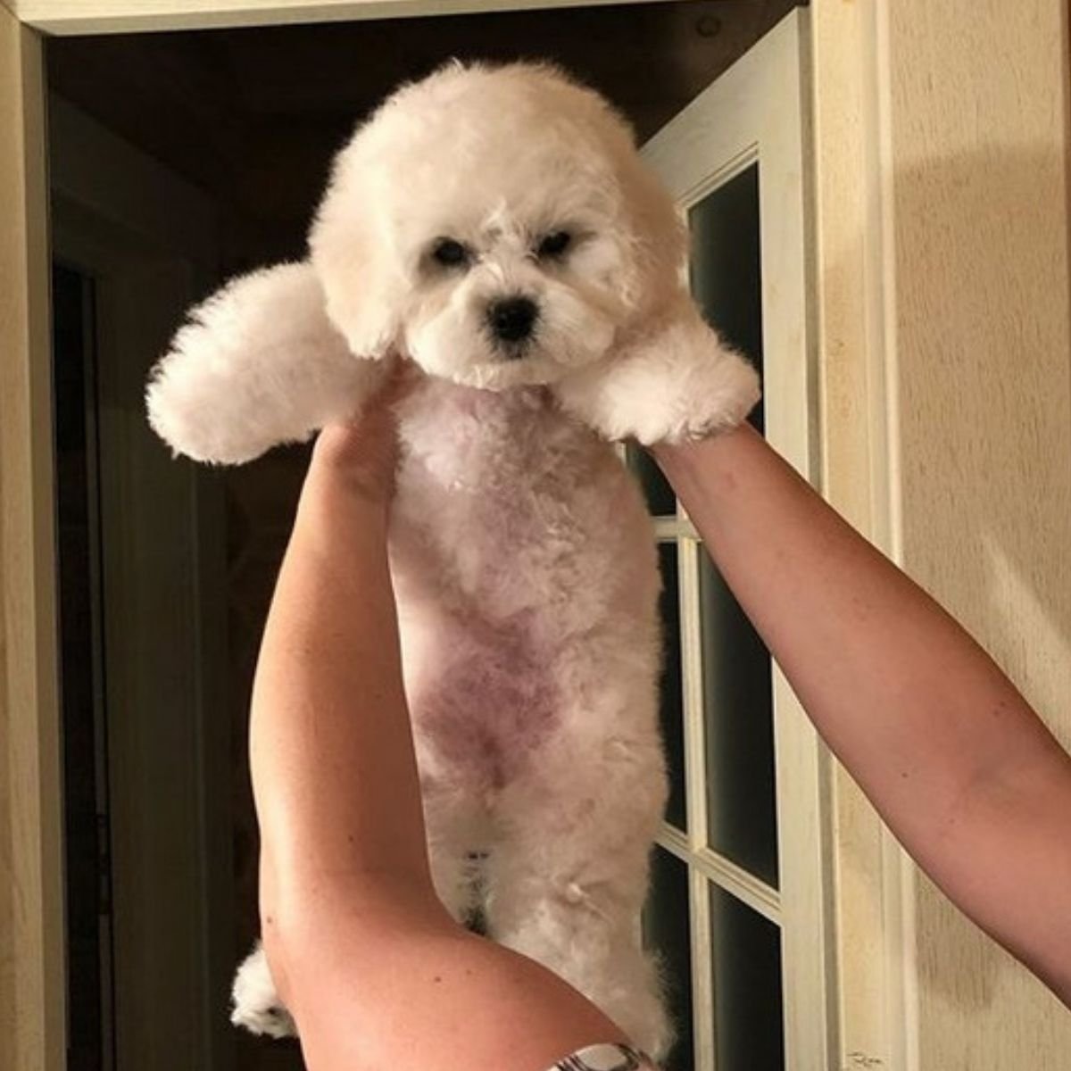 14 Funny Pictures Explaining Why People Choose Bichon Frises - The Paws