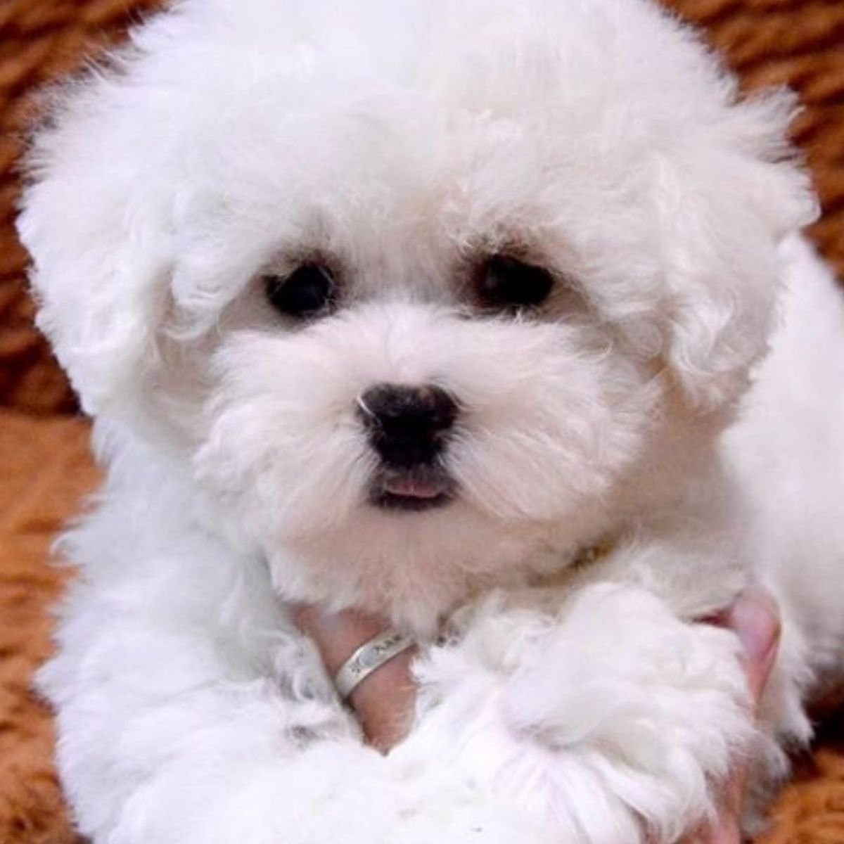 14 Funny Bichon Frise Pictures That Will Make You Smile! - The Paws