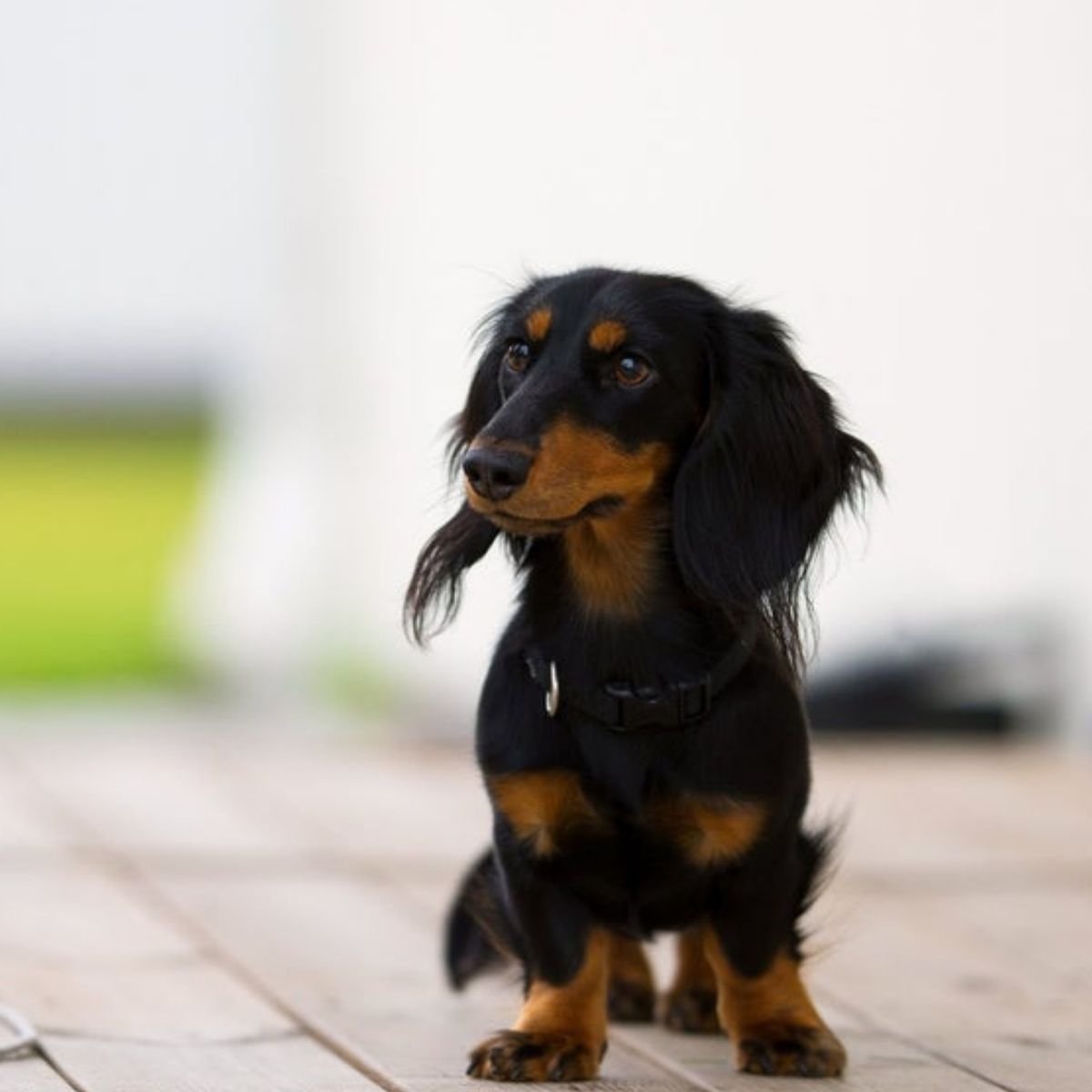 14 Cool Facts To Learn About Dachshunds - The Paws