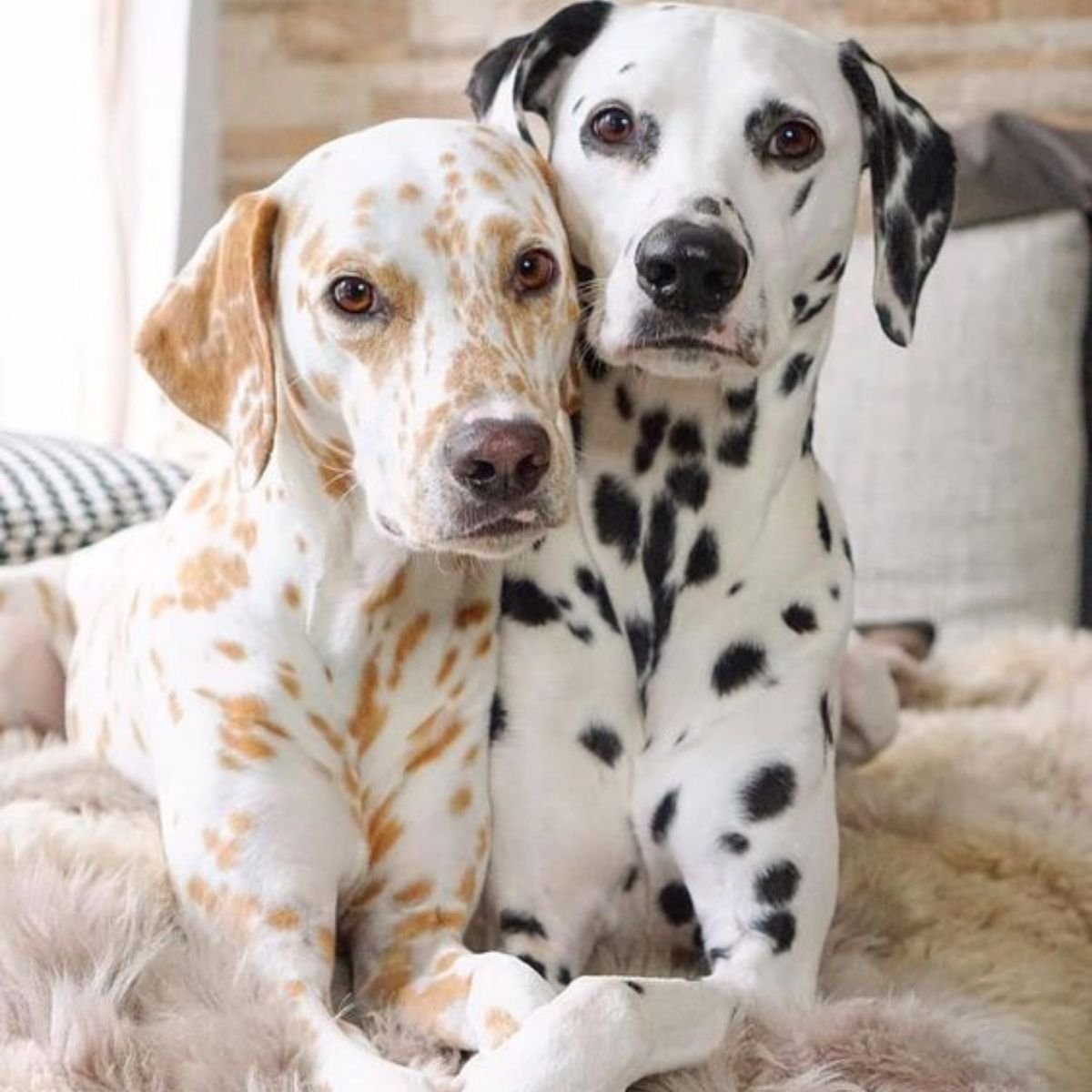 18 Pics That Show How Dalmatians Will Doom Your Life - The Paws