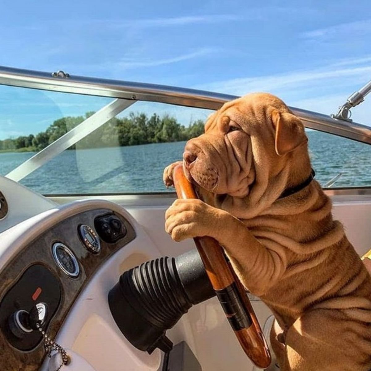 14 Funny Pictures Showing What Shar Pei Can Do Better Than a Human ...