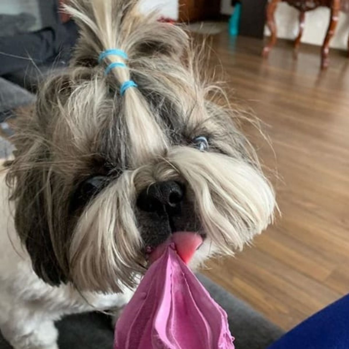 14 Funny Pics Showing That Shih Tzu Never Miss Their Chance to Eat ...