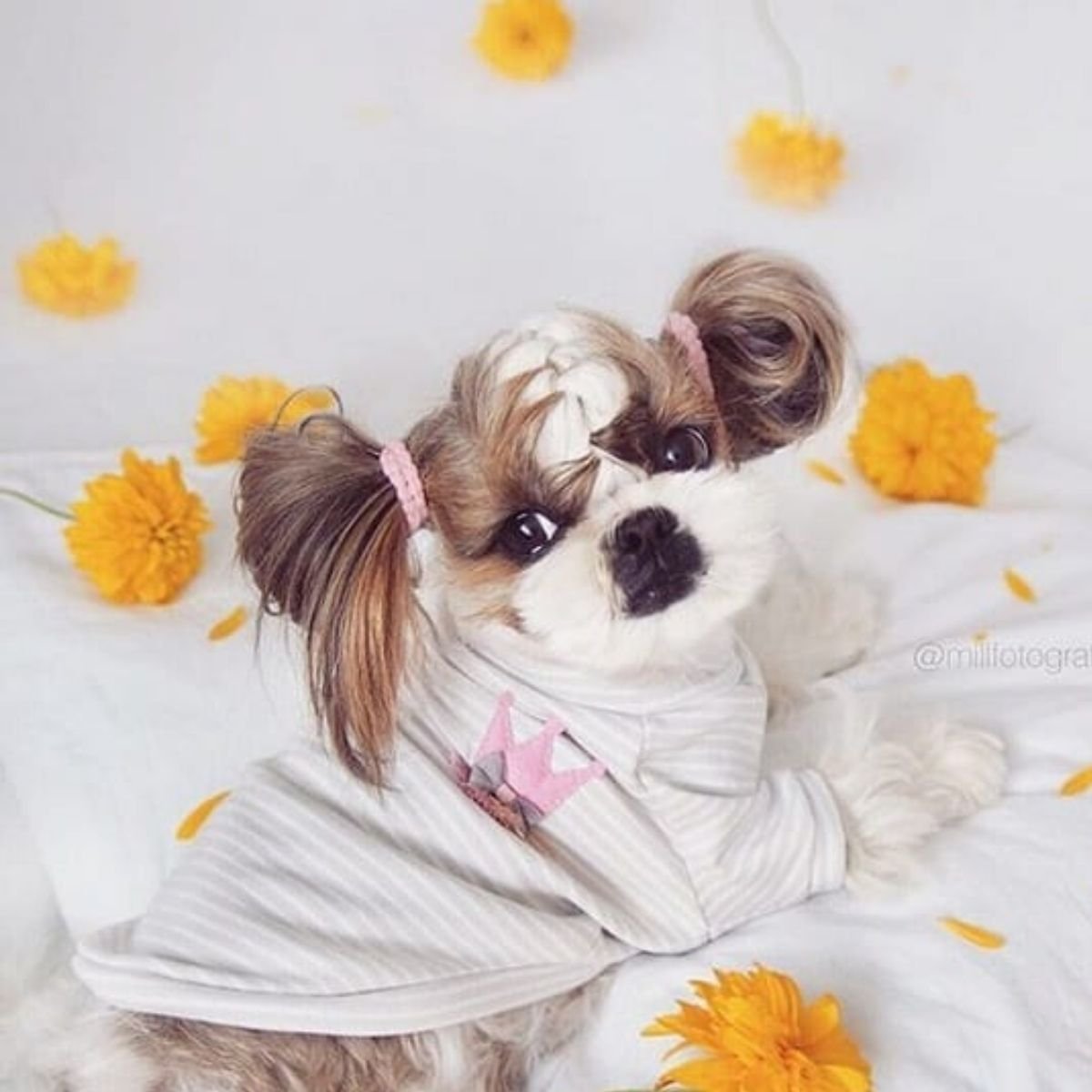14 Funny Shih Tzu Pictures That Will Make You Smile - The Paws