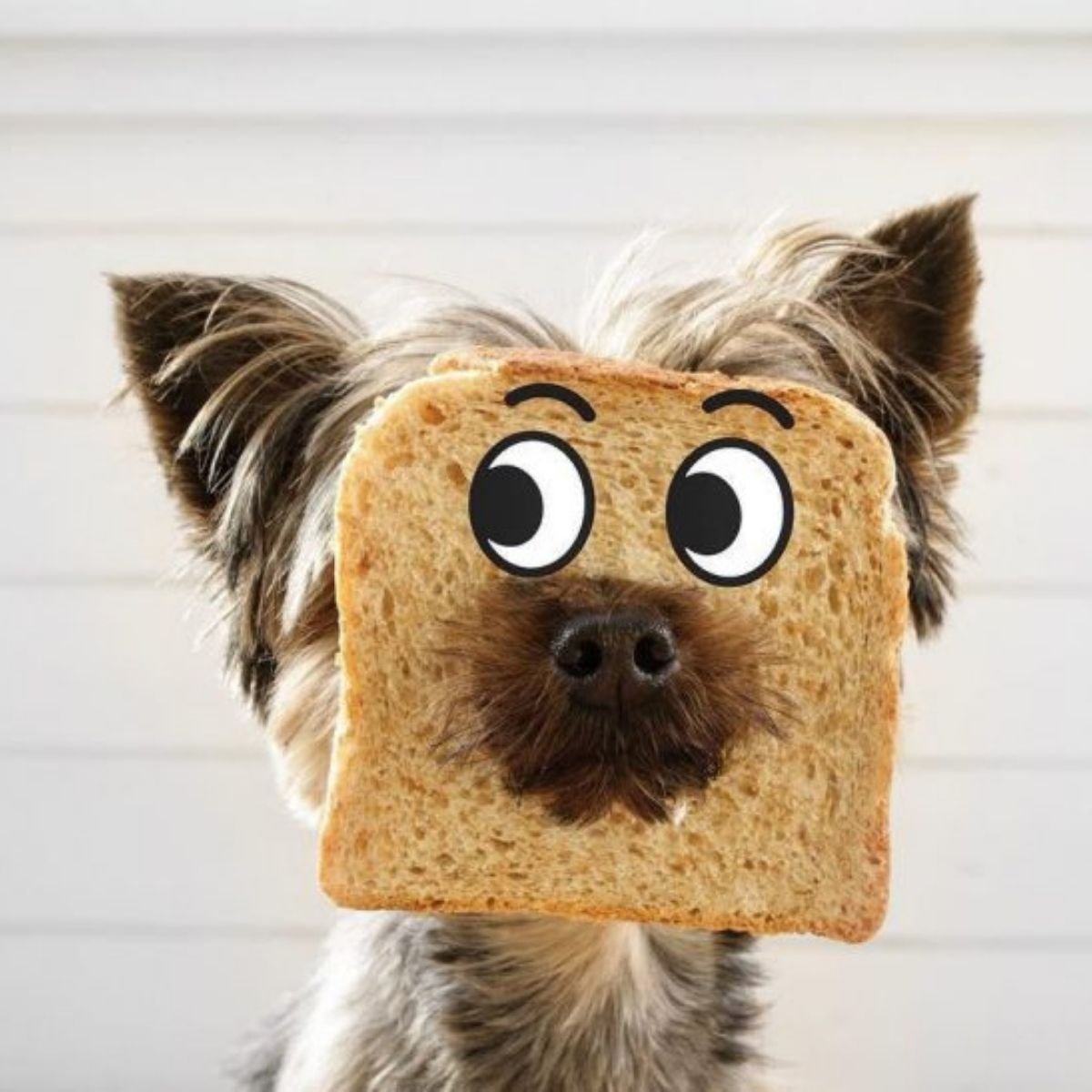 15 Funny Yorkshire Terrier Pictures That Will Make You Smile - The Paws