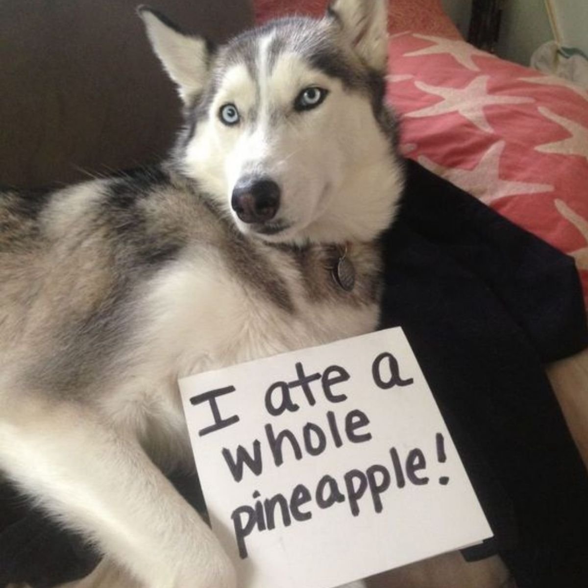 15 Times Dog Shaming Will Help You To Understand Huskies’ Personality ...