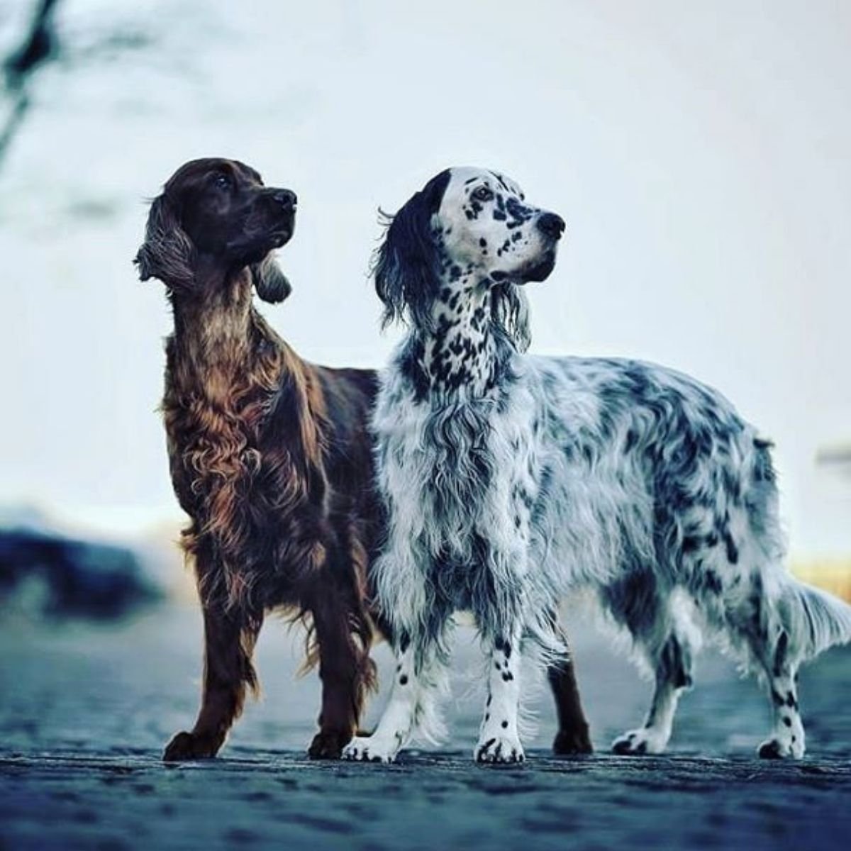 14 Cool Facts About Irish Setters - The Paws