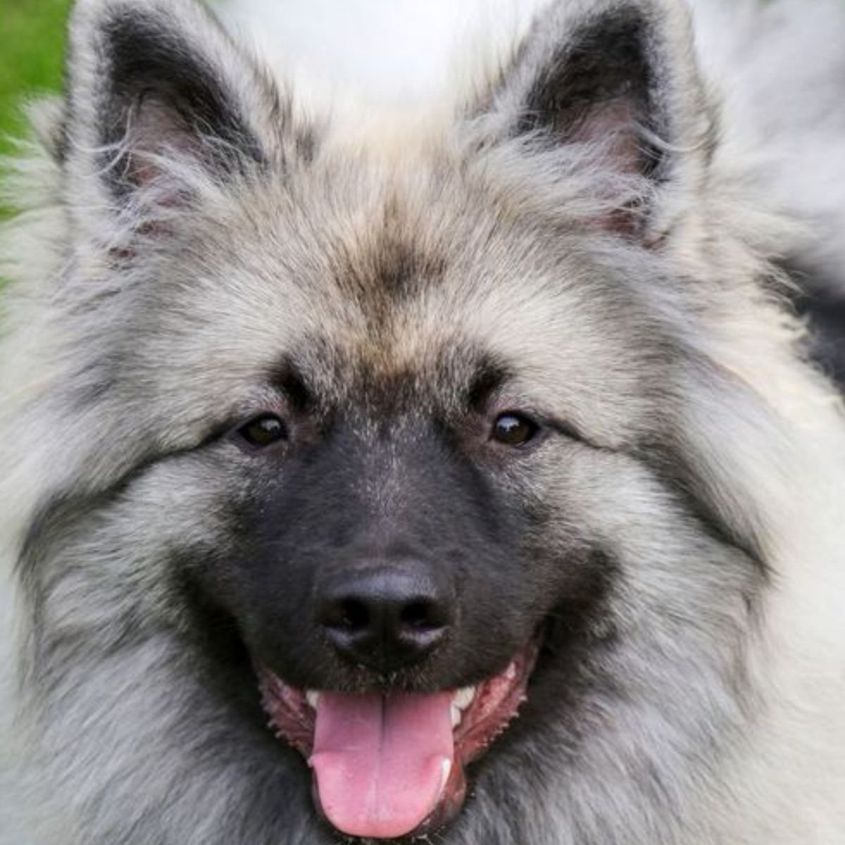 15 Surprising Facts You Probably Don’t Know About Keeshonden - The Paws