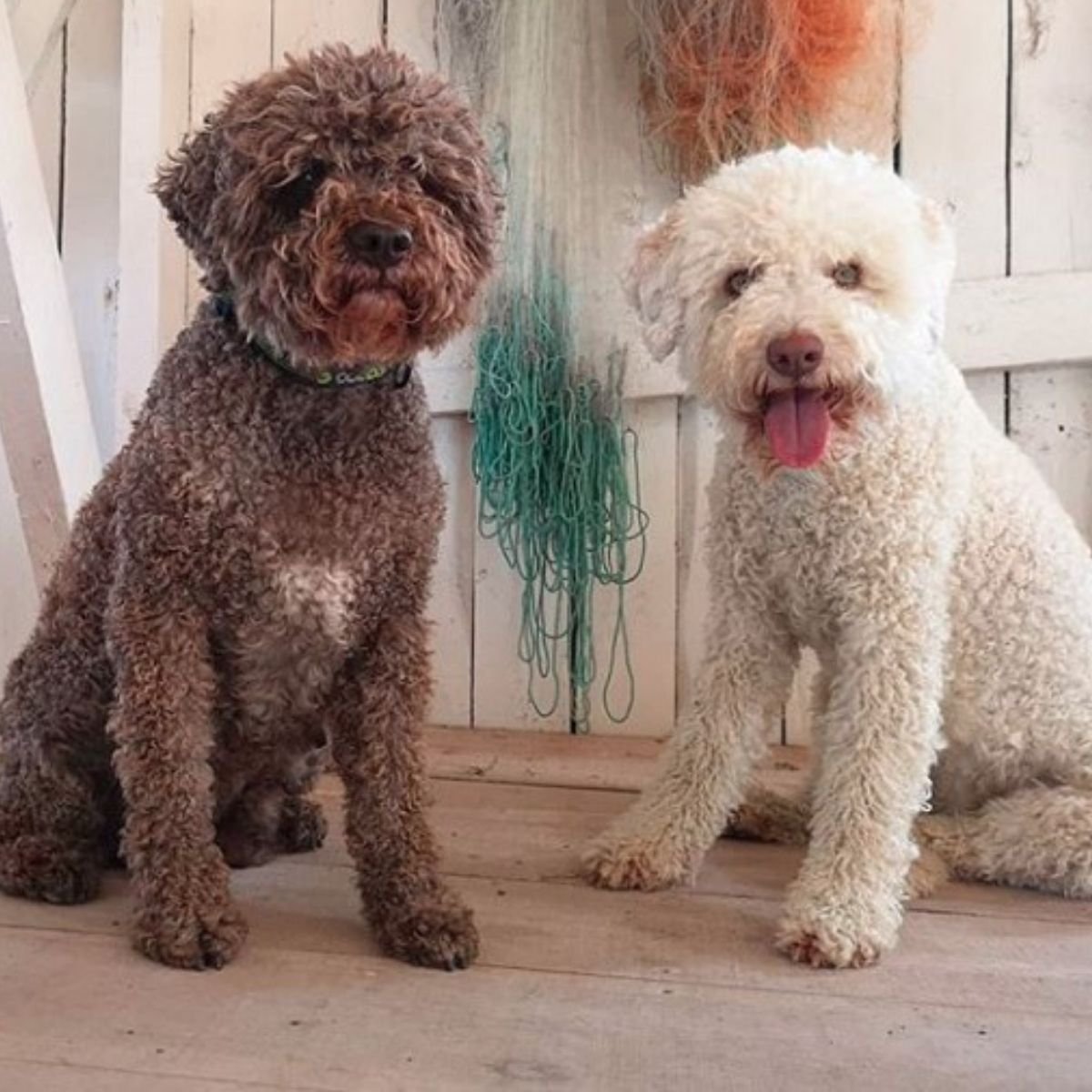 14 New Facts About The Lagotto Romagnolo - The Paws