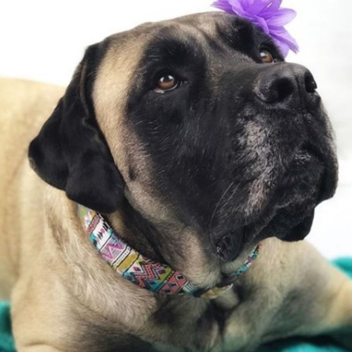 14 Mastiff Nutrition Tips - The Paws