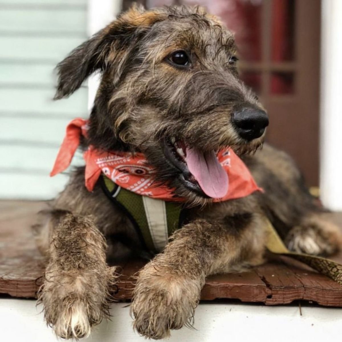 14 Amazing Poodle Mixes That You Must See To Believe - The Paws