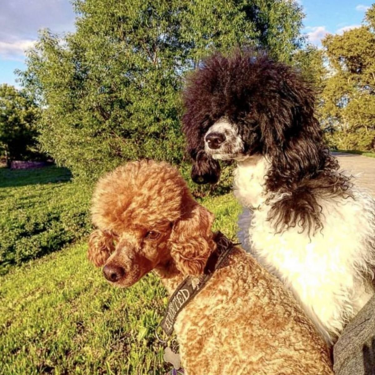 14 Things Only Poodle Owners Would Understand - The Paws