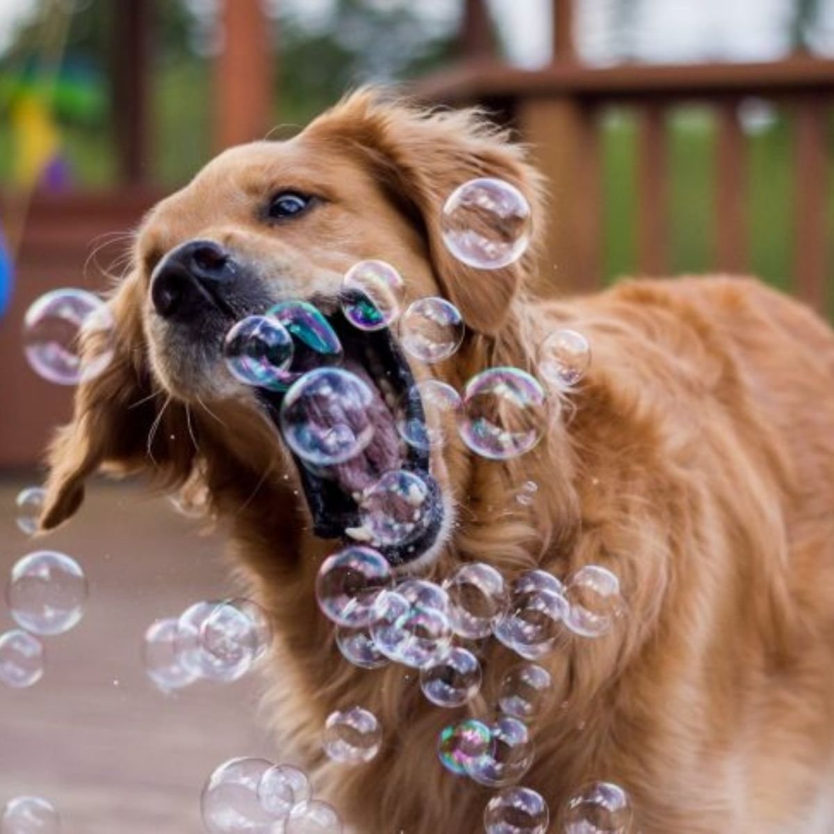 14 Photos That Sum Up What It’s Like To Be An Owner Of A Golden ...