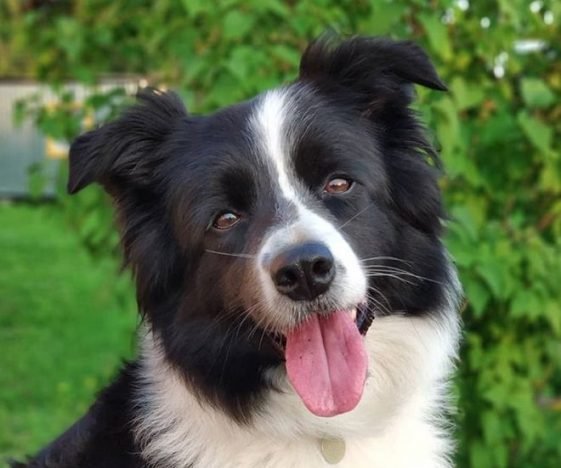 Best 190 Country Dog Names – Male & Female Names