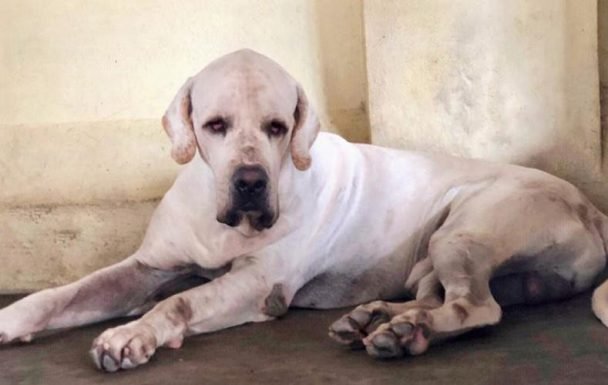 Top 200 Indian & Hindu Dog Names - Male & Female Names - The Paws