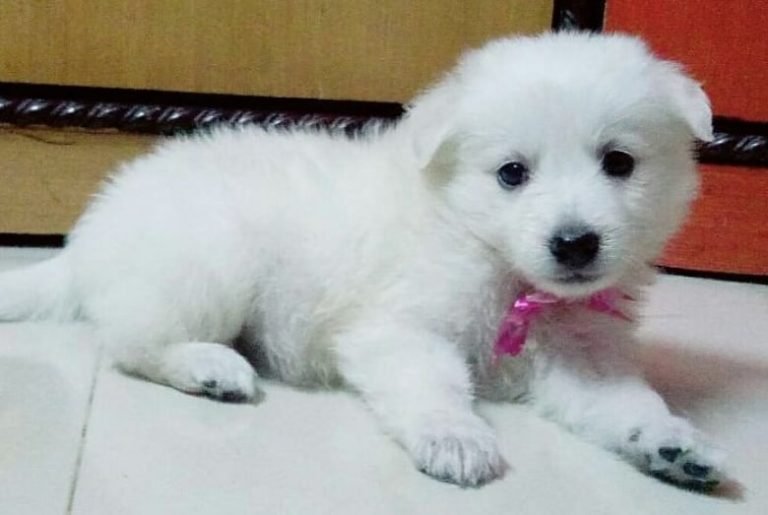 Top 200 Indian & Hindu Dog Names - Male & Female Names - The Paws