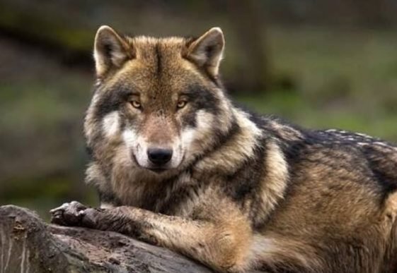 120+ Tough and Strong Wolf Names - The Paws