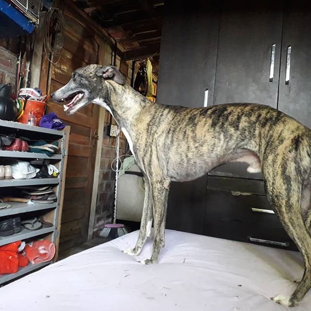 14 Quick Facts About Whippets - The Paws