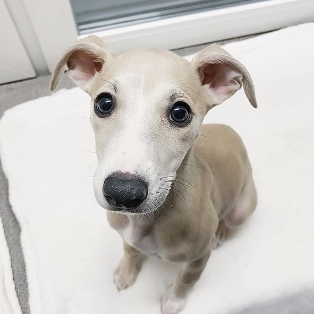 14 Quick Facts About Whippets - The Paws