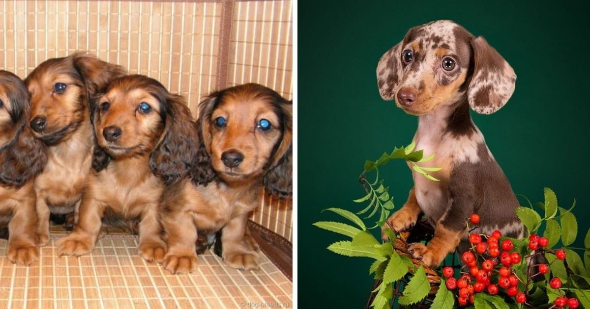 14 Charming Photos of Dachshund Puppies - The Paws