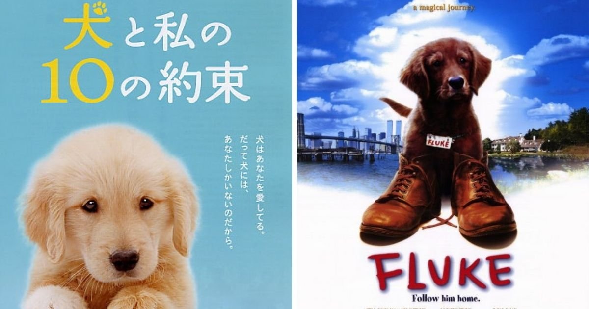 15 Films About Golden Retrievers - The Paws