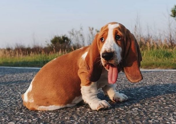 90+ Long Dog Names You'll Love - The Paws