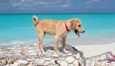 200+ Exotic Caribbean Dog Names - The Paws