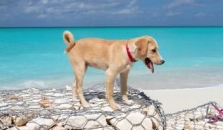 200+ Exotic Caribbean Dog Names - The Paws