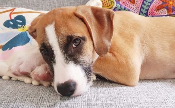 200+ Exotic Caribbean Dog Names - The Paws