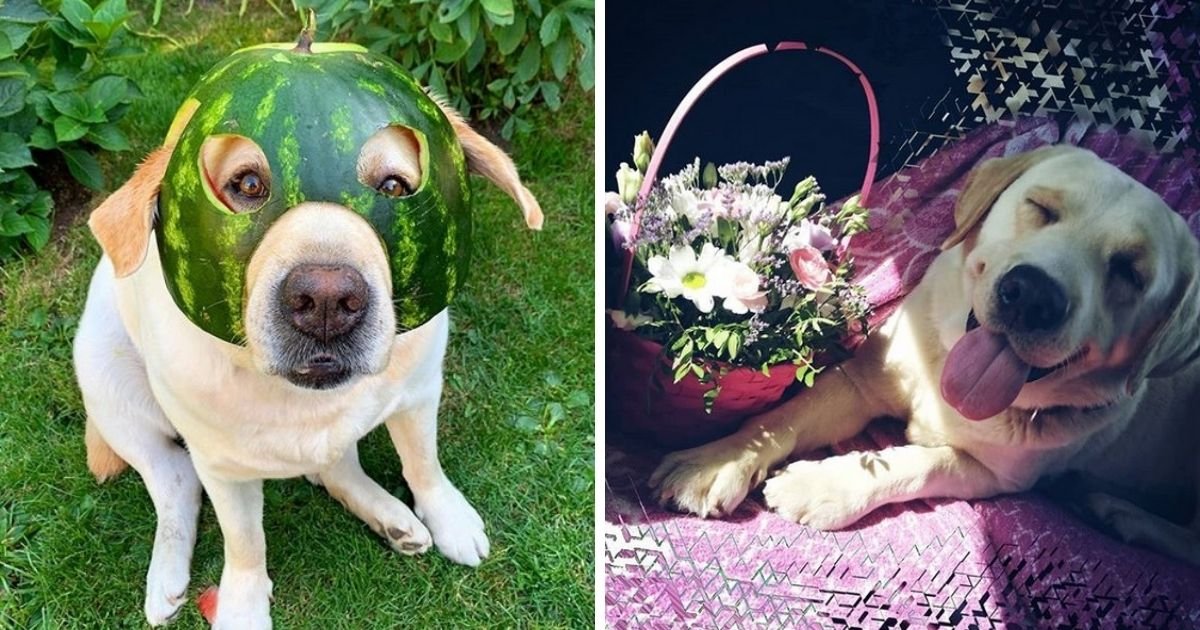 14 Funny Yellow Labrador Pictures That Will Make You Smile - The Paws