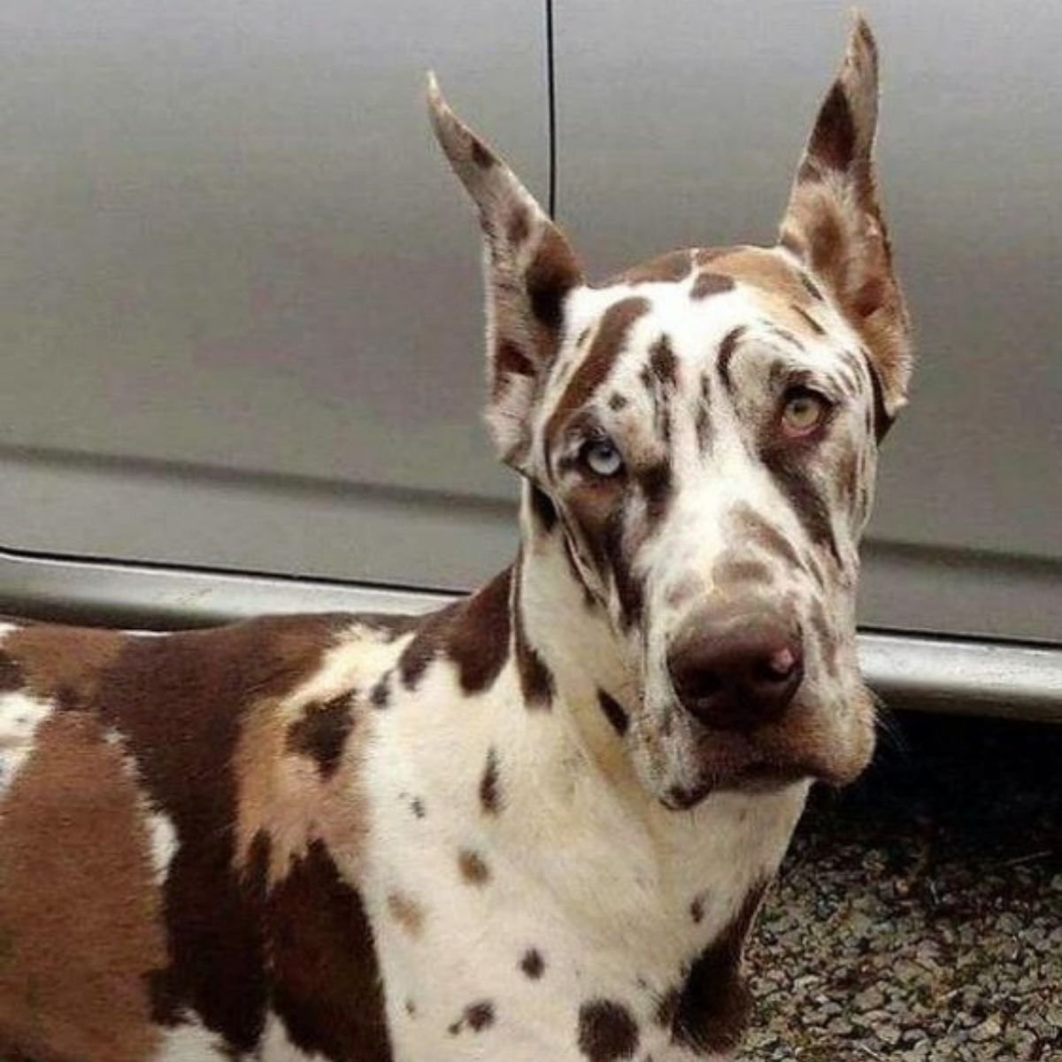 14 Small Facts About The Great Dane - The Paws