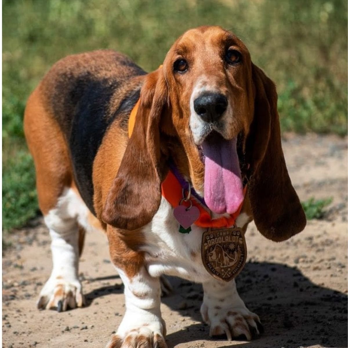 Why Do Basset Hounds Have Crooked Legs